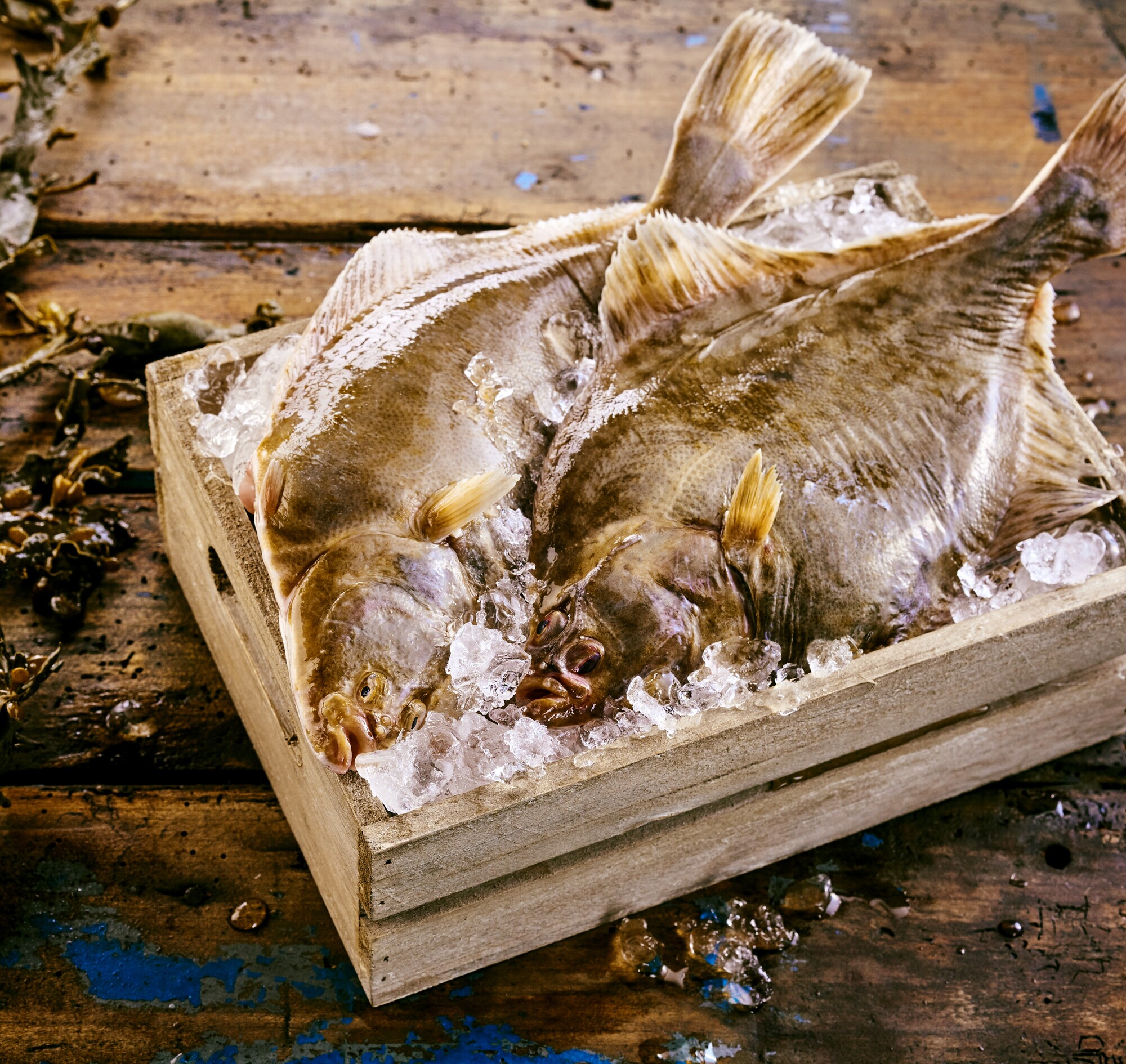 Platvis fileren - 24Kitchen