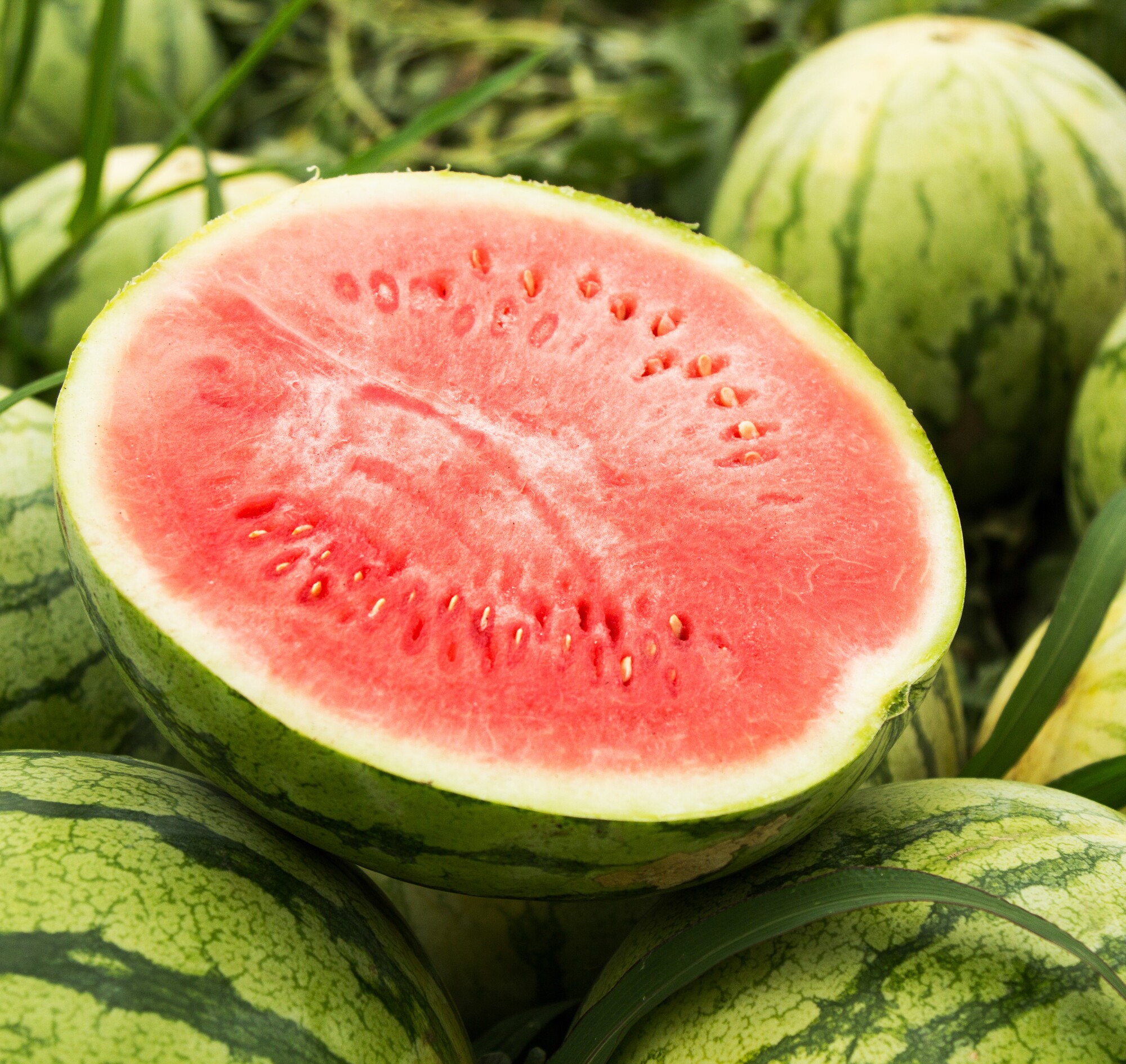 Watermeloenverkoper: met deze tips weet je altijd of een watermeloen ...